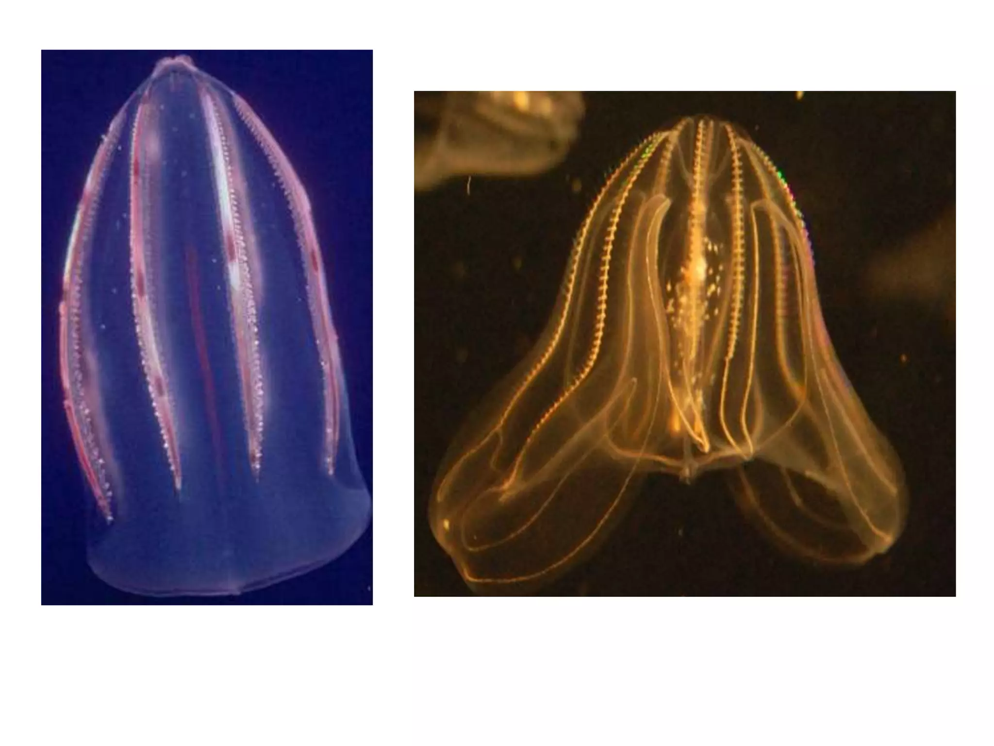 Phylum Cnidaria presentation | PPT