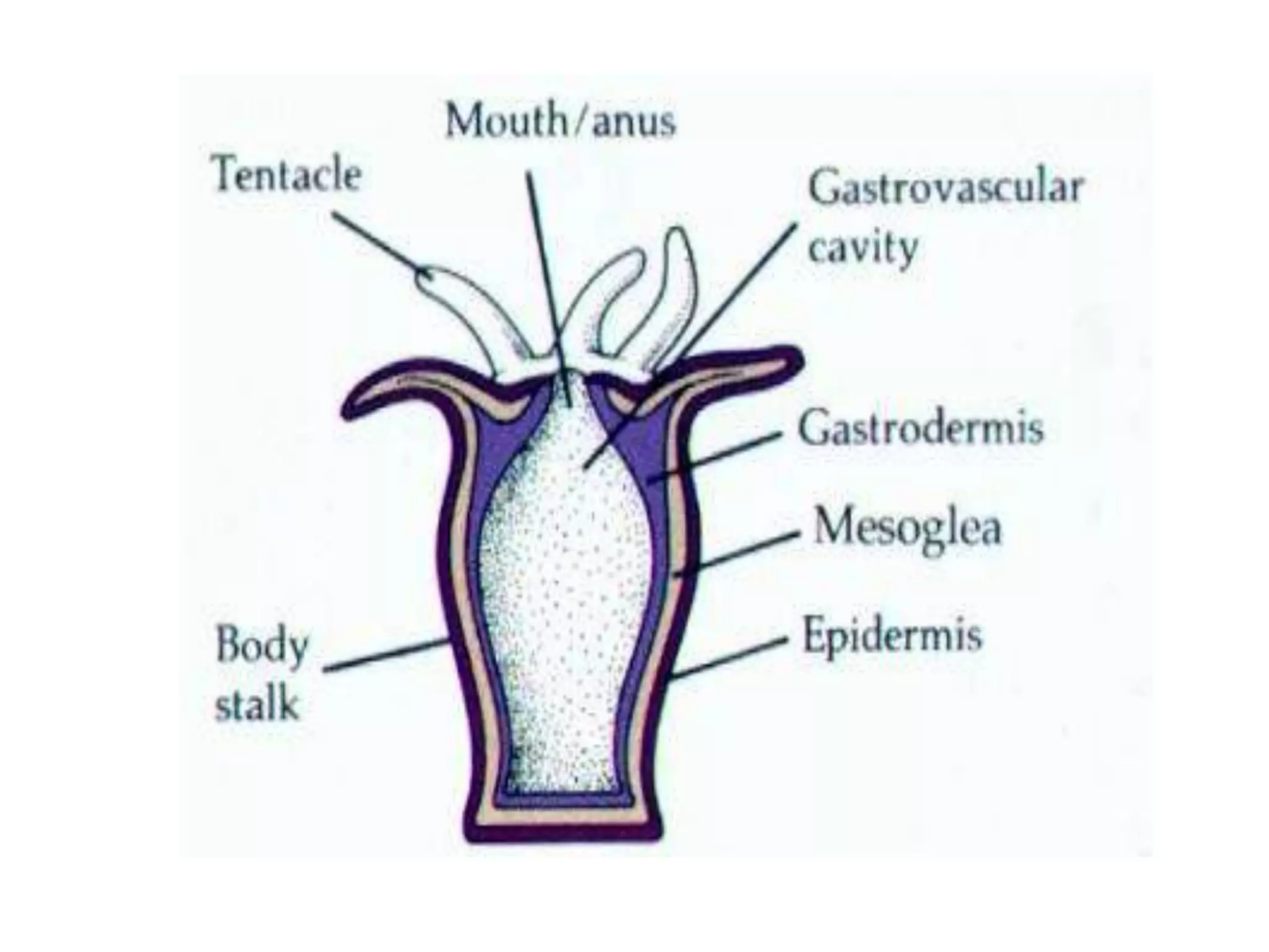 Phylum Cnidaria presentation | PPT