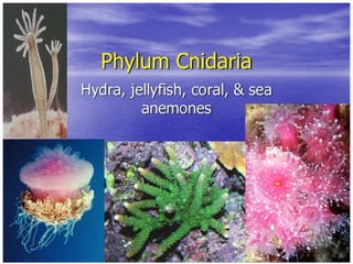 Phylum Cnidaria presentation | PPT