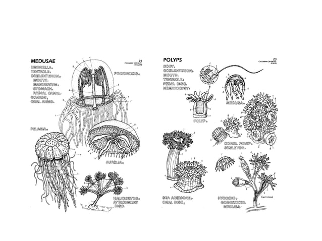 Phylum Cnidaria presentation | PPT | Biological Sciences | Science