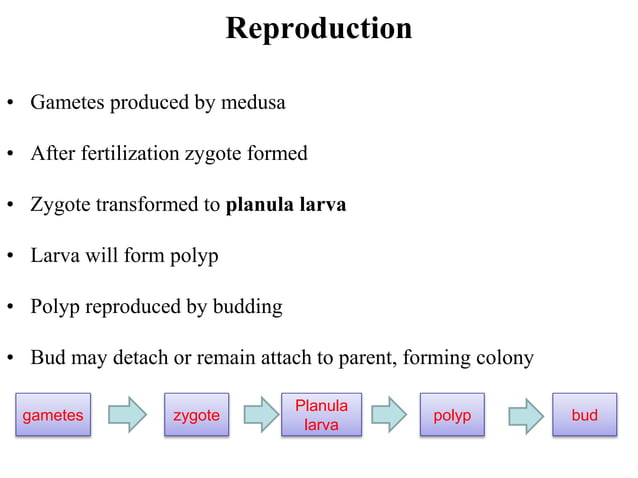 Phylum Cnidaria presentation | PPT | Biological Sciences | Science