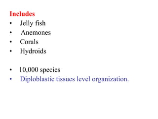 Phylum Cnidaria presentation | PPT