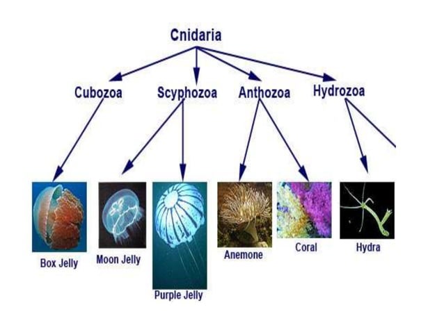 Phylum Cnidaria presentation | PPT | Biological Sciences | Science