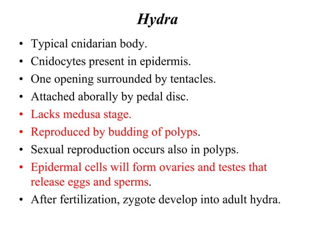 Phylum Cnidaria presentation | PPT | Biological Sciences | Science