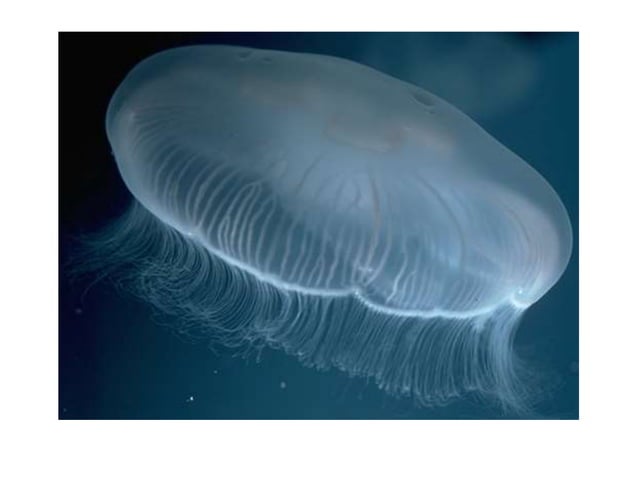 Phylum Cnidaria presentation | PPT | Biological Sciences | Science