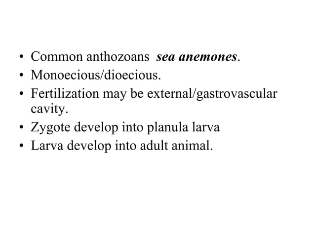 Phylum Cnidaria presentation | PPT | Biological Sciences | Science