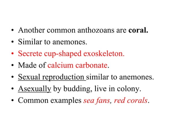 Phylum Cnidaria presentation | PPT | Biological Sciences | Science
