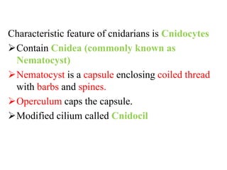 Phylum Cnidaria presentation | PPT