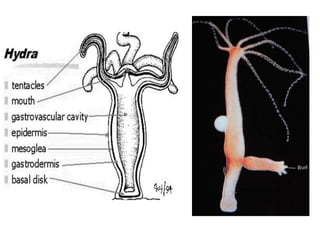 Hydra Nematocysts Slide Labeled