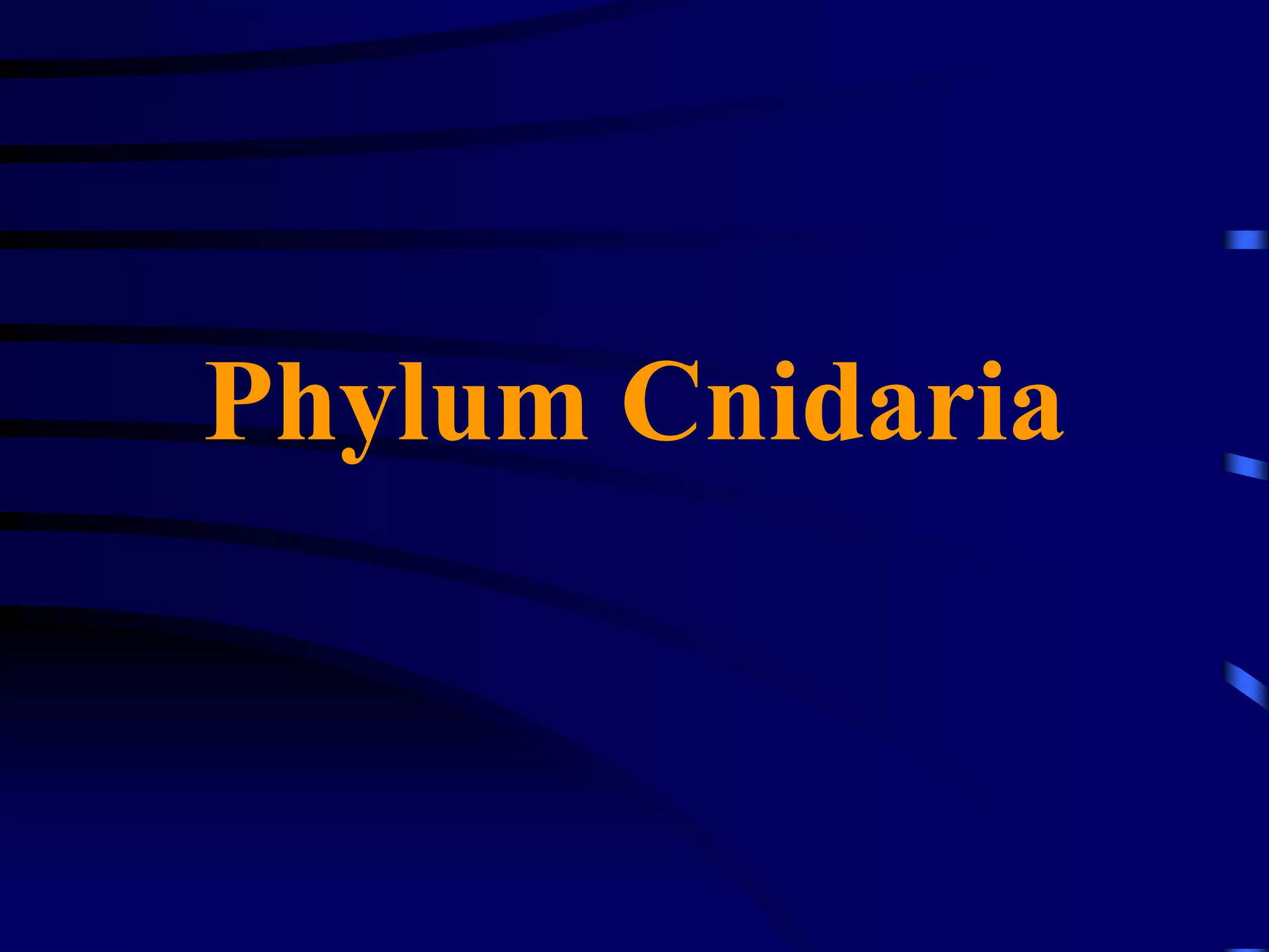 Cnidaria.ppt