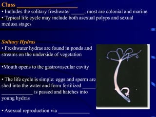 Cnidaria.ppt