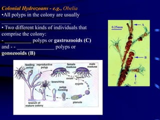 Cnidaria.ppt