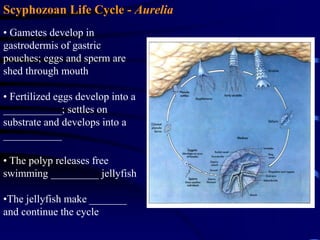 Cnidaria.ppt