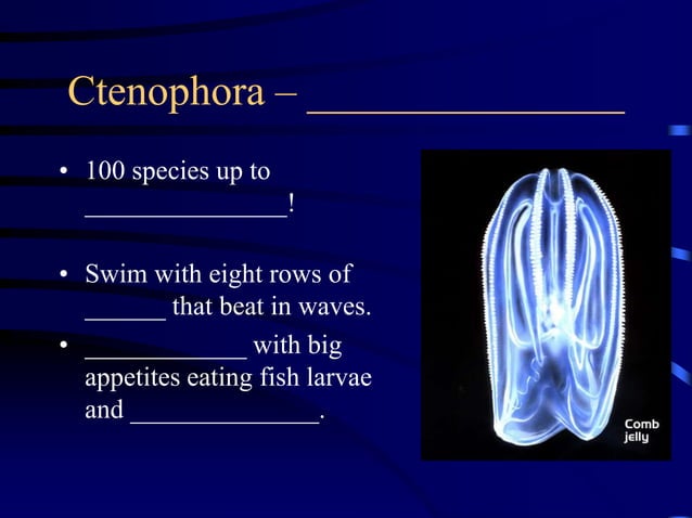 Cnidaria.ppt