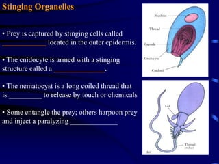 Cnidaria.ppt