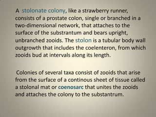 Cnidaria gen features -2012 | PPTX | Biological Sciences | Science