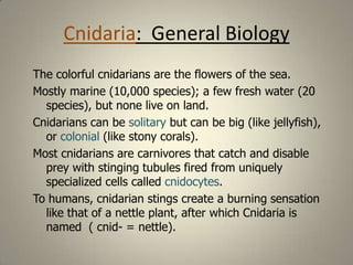 Cnidaria gen features -2012 | PPTX | Biological Sciences | Science