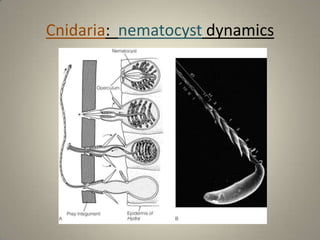 Cnidaria gen features -2012 | PPTX | Biological Sciences | Science