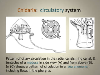 Cnidaria gen features -2012 | PPTX | Biological Sciences | Science