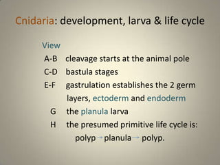 Cnidaria gen features -2012 | PPTX | Biological Sciences | Science