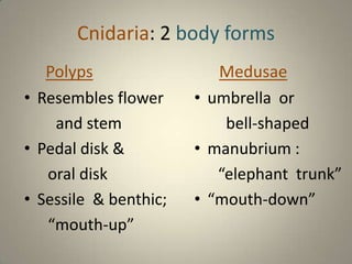 Cnidaria gen features -2012 | PPTX | Biological Sciences | Science