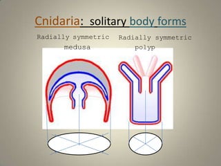 Cnidaria gen features -2012 | PPTX | Biological Sciences | Science