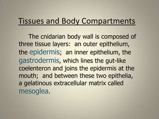 Cnidaria gen features -2012 | PPTX | Biological Sciences | Science