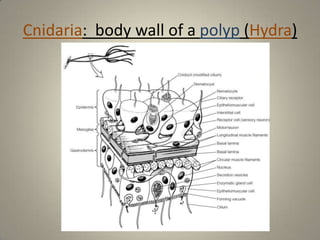 Cnidaria gen features -2012 | PPTX | Biological Sciences | Science