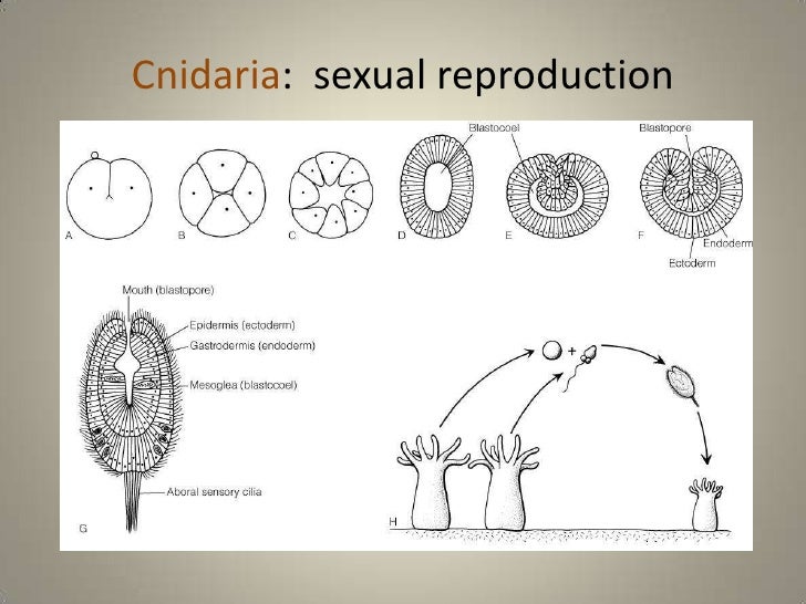 Cnidaria gen features -2012