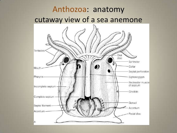 Cnidaria gen features -2012
