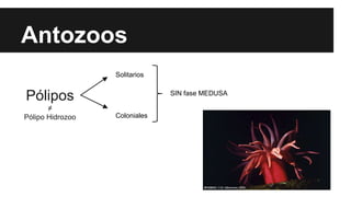 Cnidarios- Anthozoos | PPTX