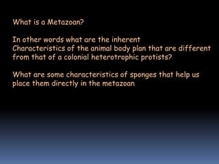 Cnidaria1.ppt