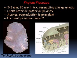 Cnidaria1.ppt
