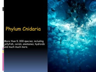Cnidaria1.ppt