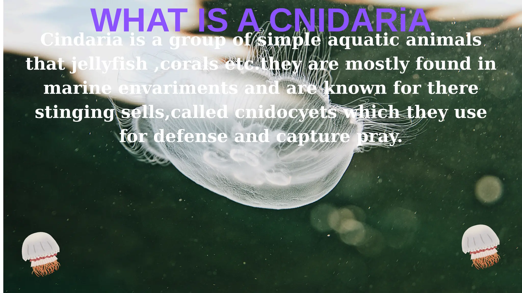 CNIDARIA 3.pdf- Types of invertebrates animals | PDF