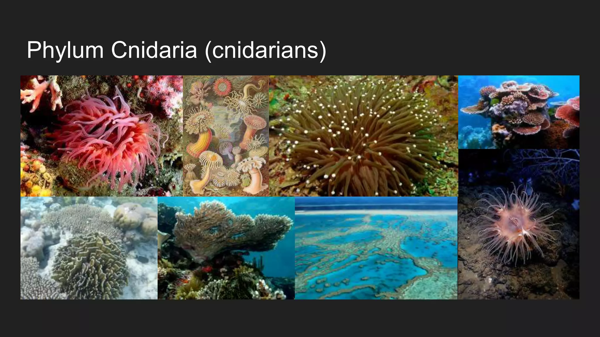 Cnidaria and ctneophora | PPT