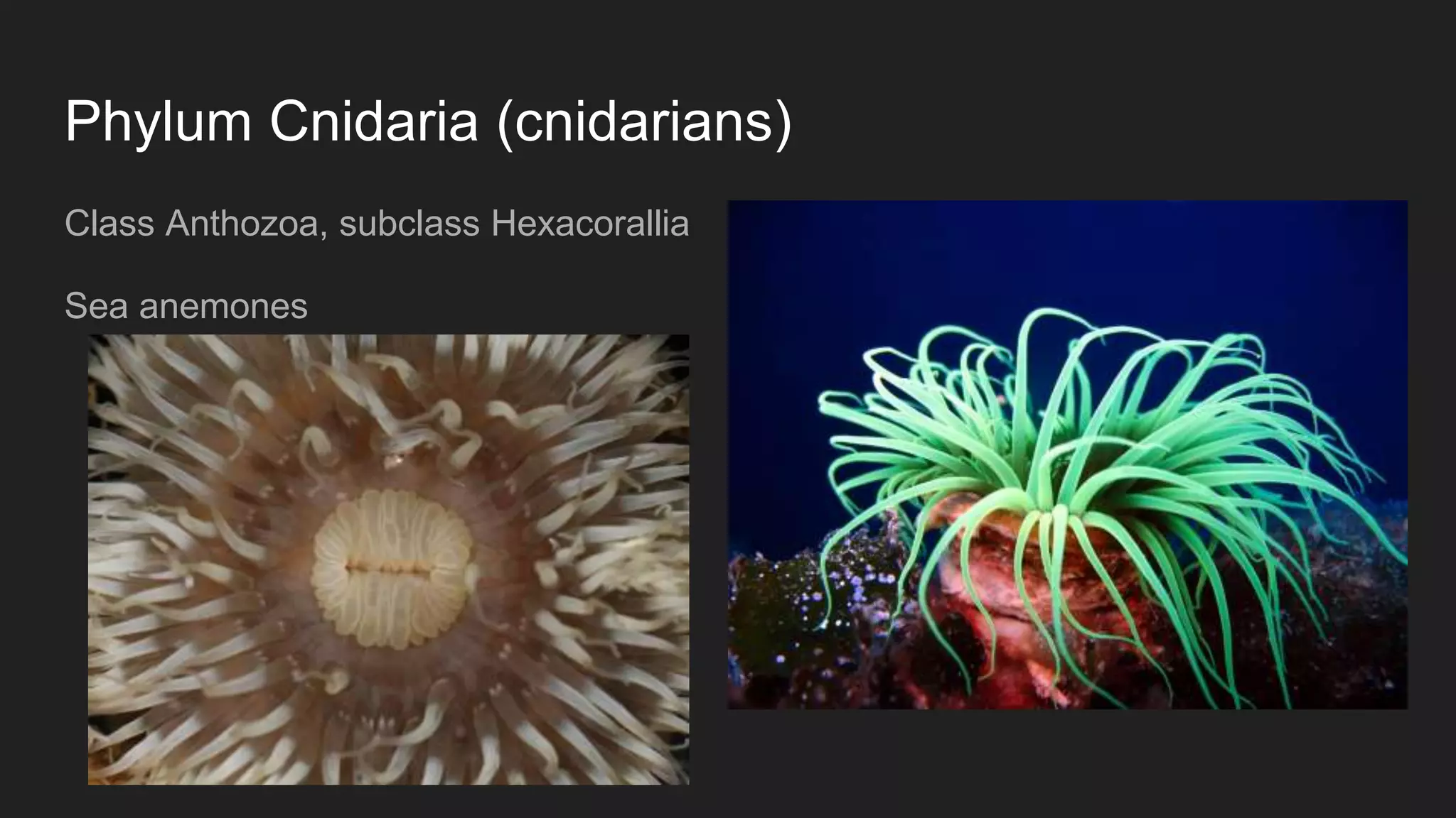 Cnidaria and ctneophora | PPT
