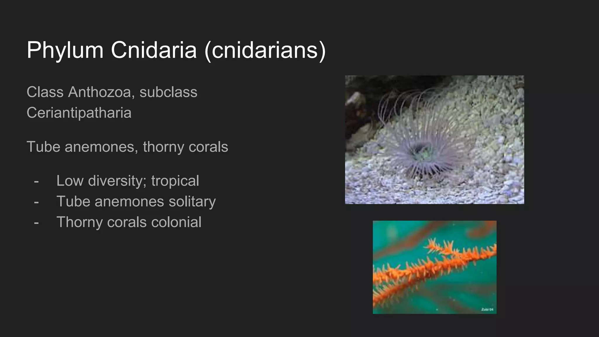 Cnidaria and ctneophora | PPT