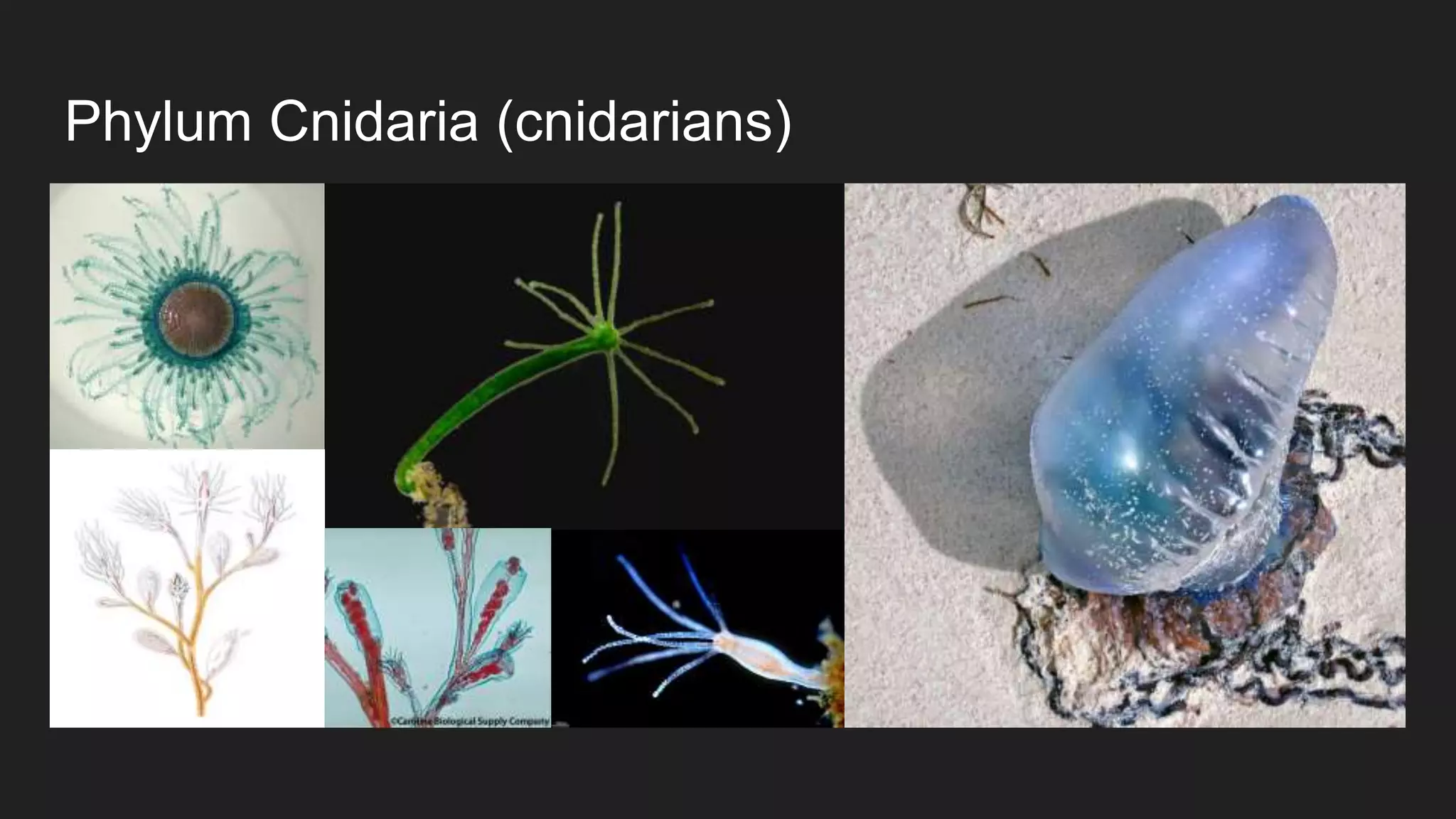 Cnidaria and ctneophora | PPT