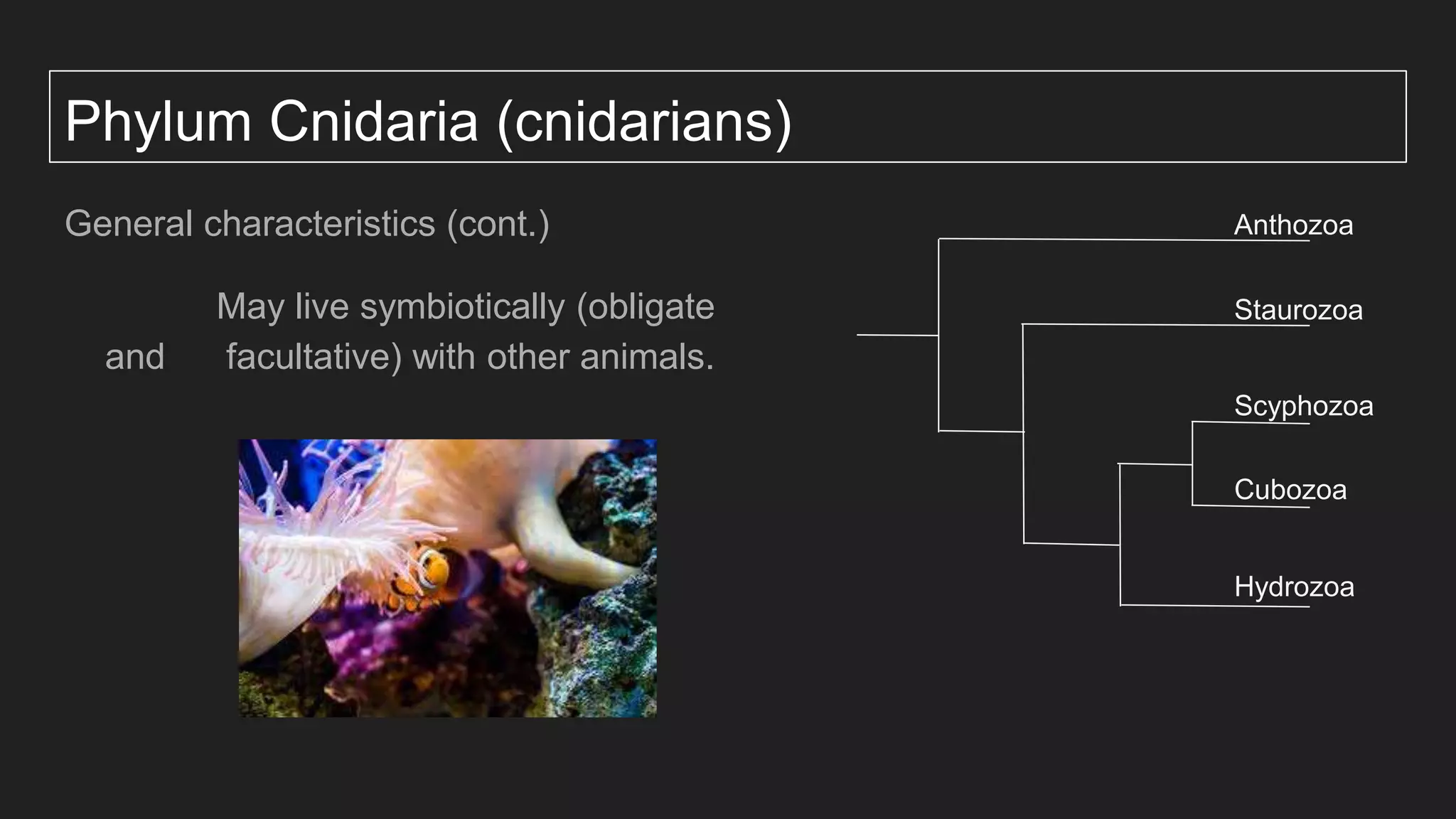 Cnidaria and ctneophora | PPT