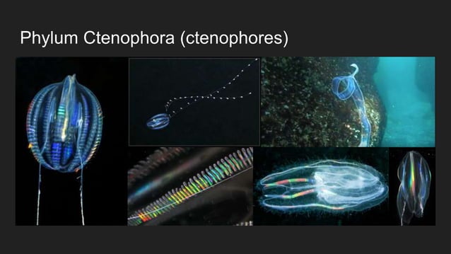 Cnidaria and ctneophora | PPT