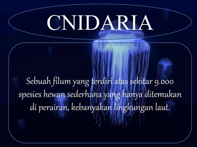 Cnidaria & ctenohora | PPT