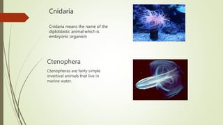 Cnidaria&ctenophora | PPTX