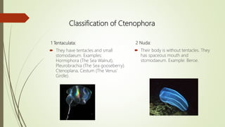 Cnidaria&ctenophora | PPTX