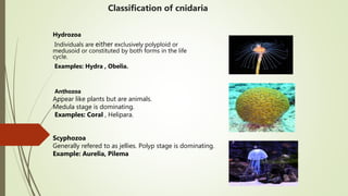 Cnidaria&ctenophora | PPTX