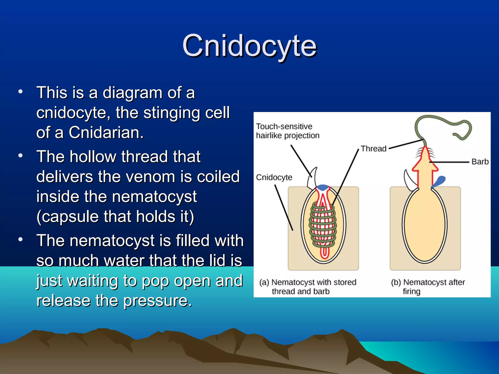Cnidaria introduction | PPT
