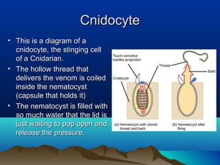 Cnidaria introduction | PPT