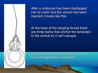 Cnidaria introduction | PPT