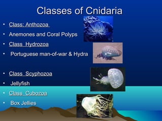Cnidaria introduction | PPT