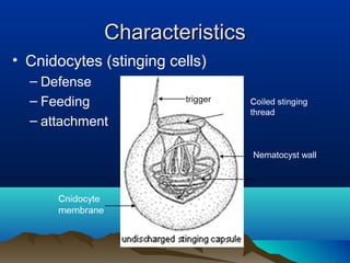 Cnidaria introduction | PPT